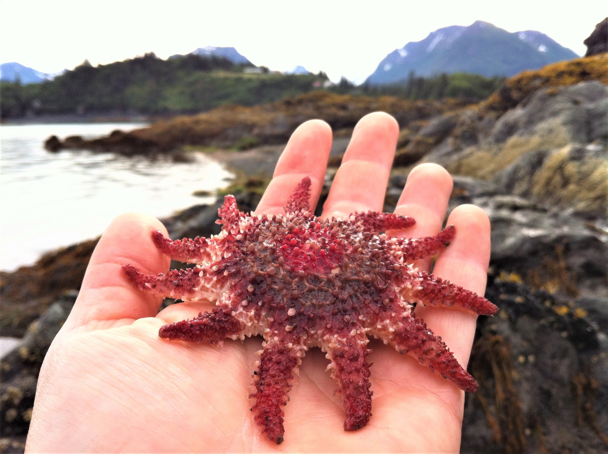 Tidepooling in Homer, Alaska | Stillpoint Lodge