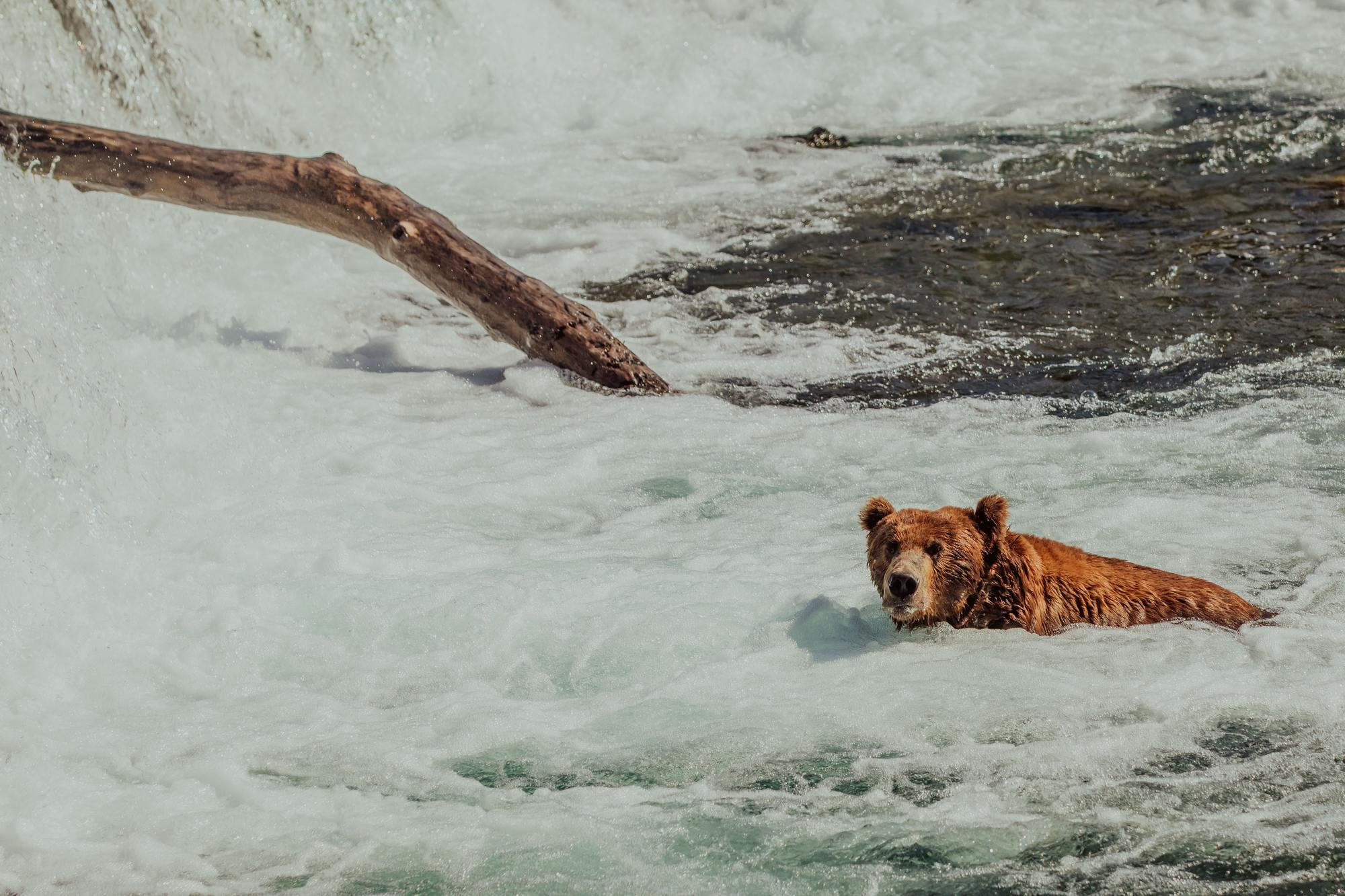 Bear Viewing in Alaska: Fat Bear Week in Katmai National Park