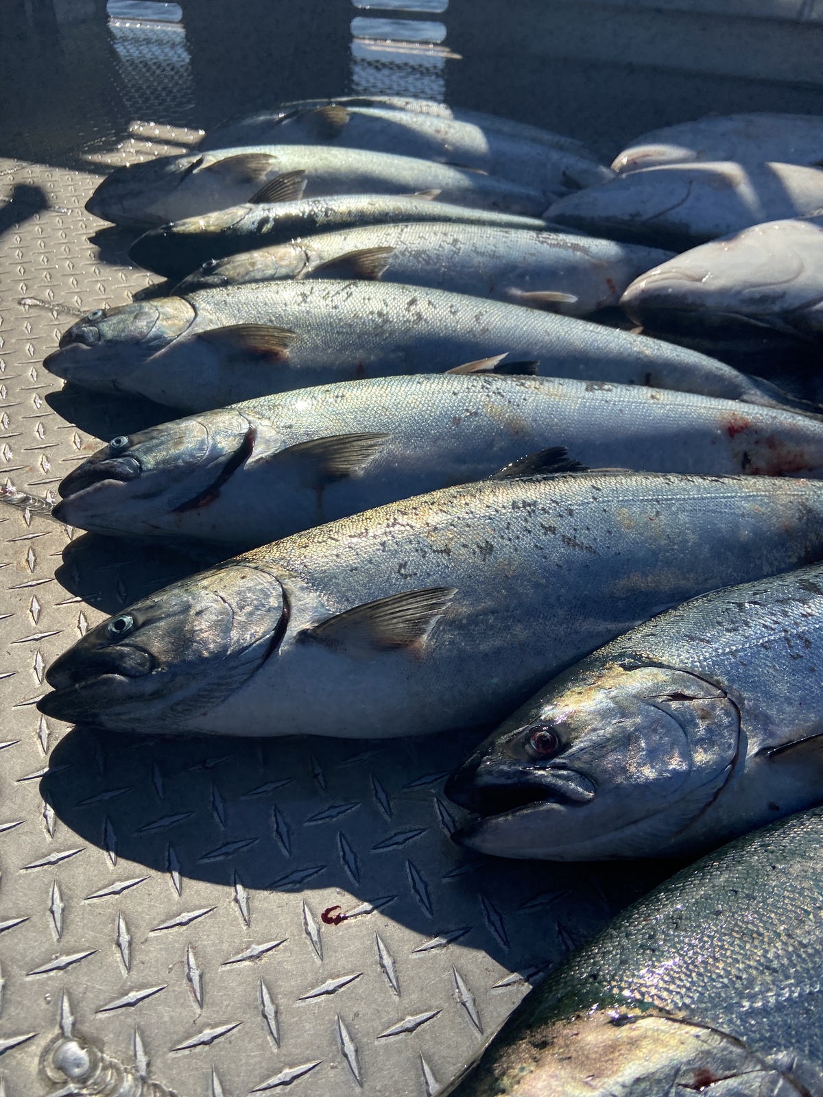 Alaska Deep Sea Saltwater Fishing | Stillpoint Lodge