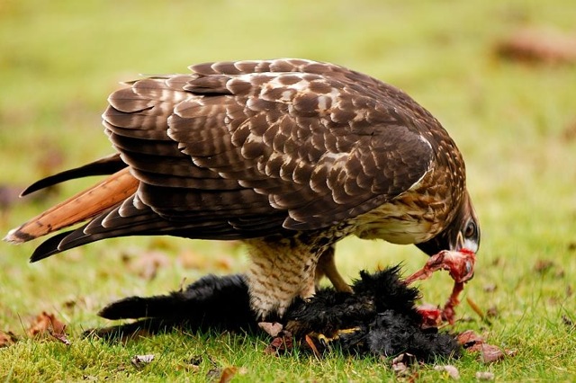 Raptors Part 2 with Peter Capainolo | Heritage Radio Network