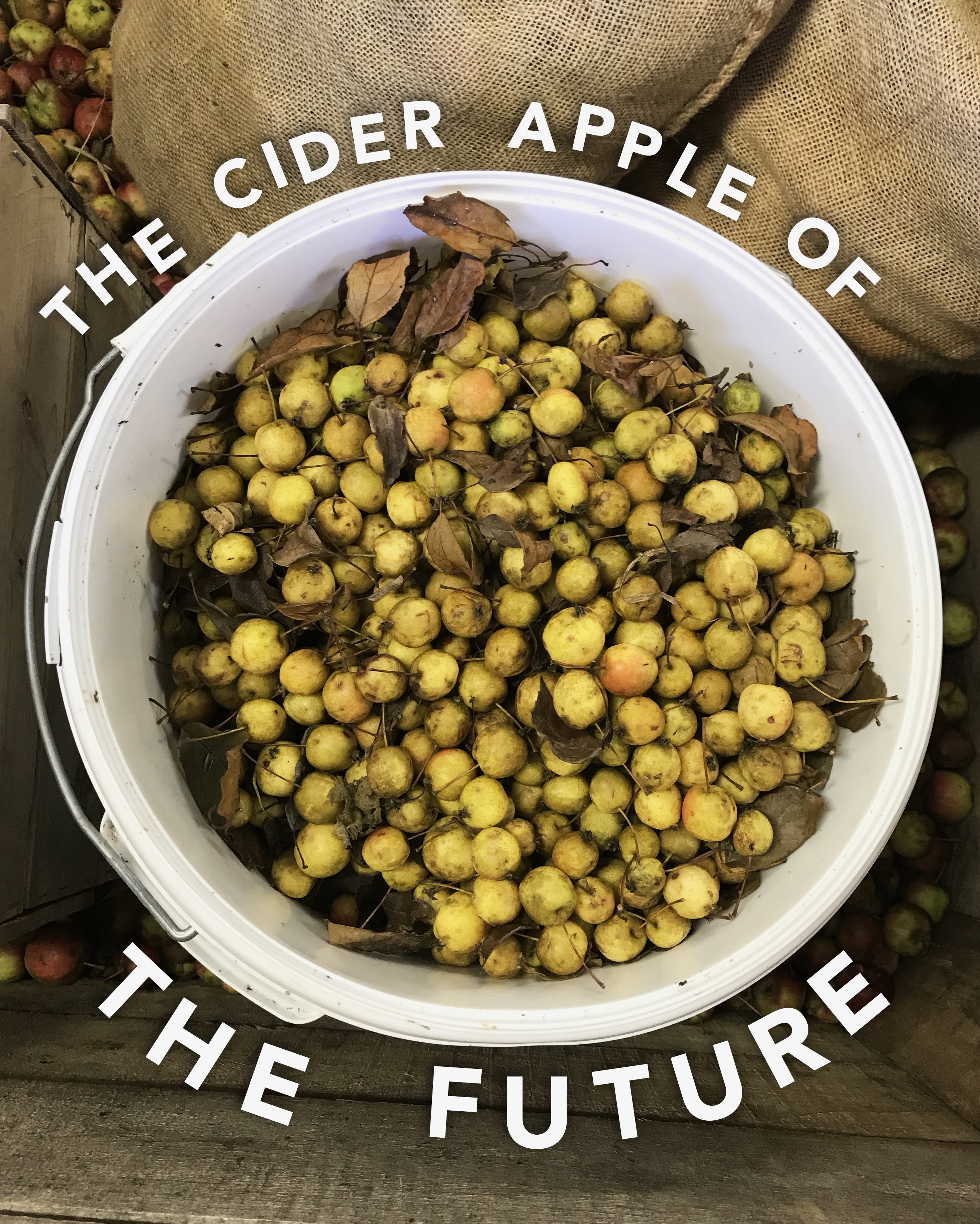 The Cider Apple of the Future | Heritage Radio Network