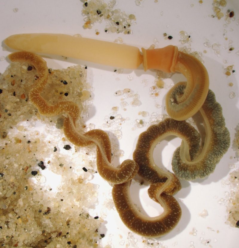Acorn worm genome reveals evolution of human pharynx – HudsonAlpha ...