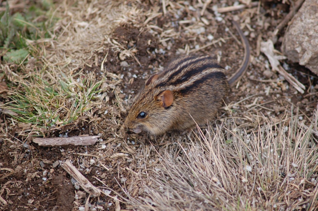 How the chipmunk got its stripes – HudsonAlpha Institute for Biotechnology