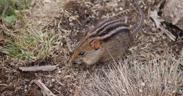 How the chipmunk got its stripes – HudsonAlpha Institute for Biotechnology