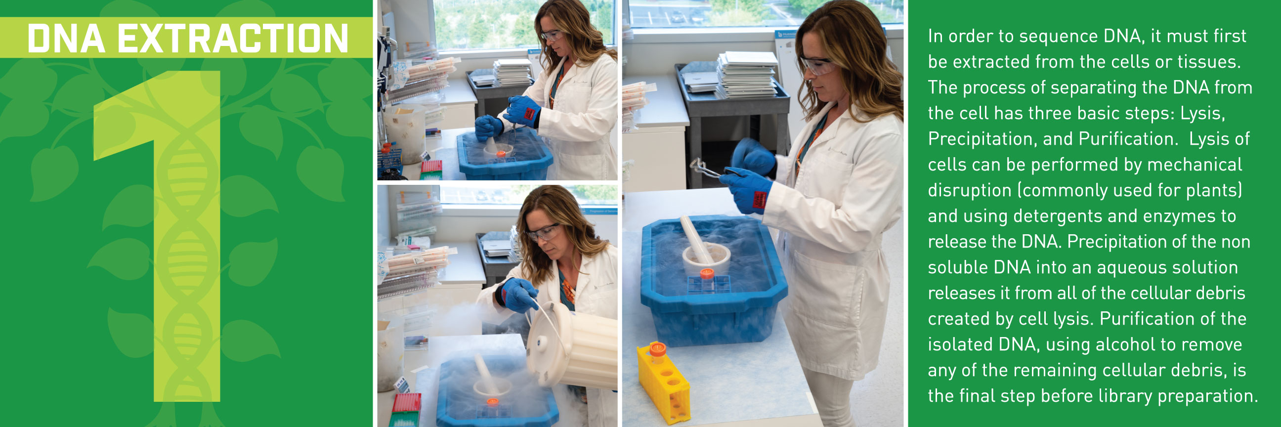 How we make the reference genomes that define plant genetics ...