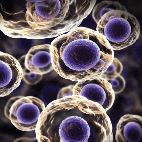 Stem Cells – HudsonAlpha Institute for Biotechnology