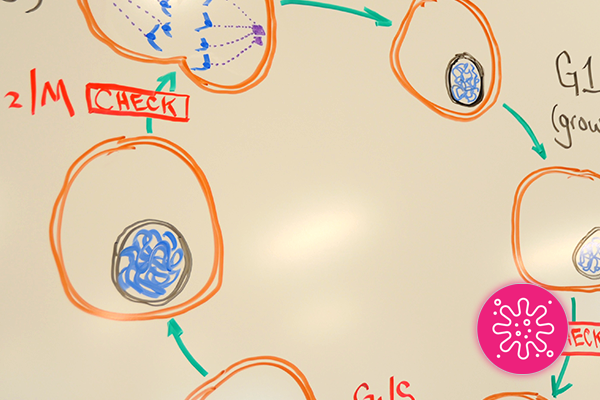 3D Cell Cycle – HudsonAlpha Institute for Biotechnology