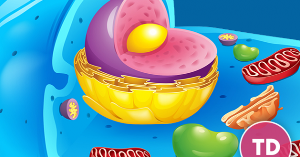 3D Cell Cycle – HudsonAlpha Institute for Biotechnology