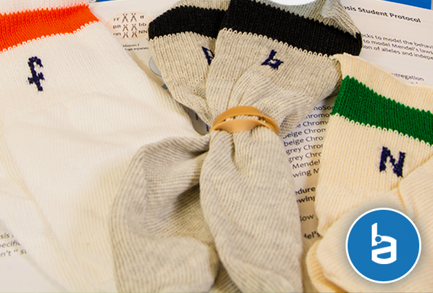 Chromosock® Mitosis – HudsonAlpha Institute for Biotechnology