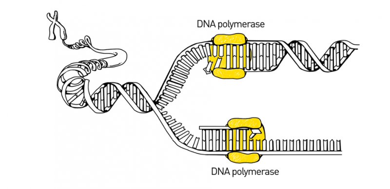 Piecing together the genome: the long and short of it all – HudsonAlpha ...