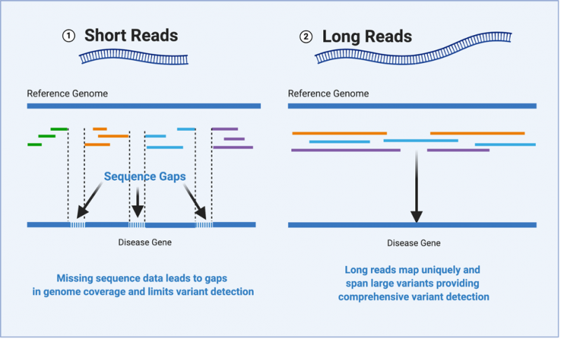 HudsonAlpha researchers use highly accurate long-read sequencing ...