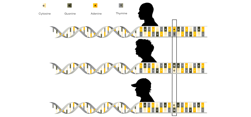 Sequencing From Scratch Reference Genomes And De Novo Sequence Assembly Hudsonalpha Institute