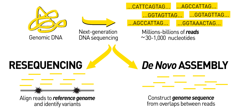 Sequencing from scratch: reference genomes and de novo sequence ...
