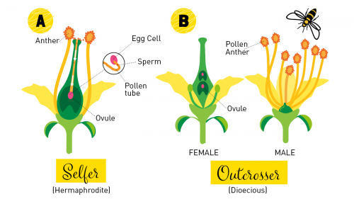 Flowering Plants: The birds and the bees and a little sneeze ...