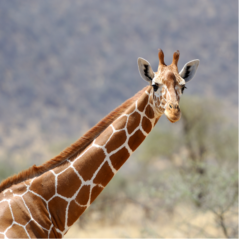 Journeying into the giraffe genome – HudsonAlpha Institute for ...