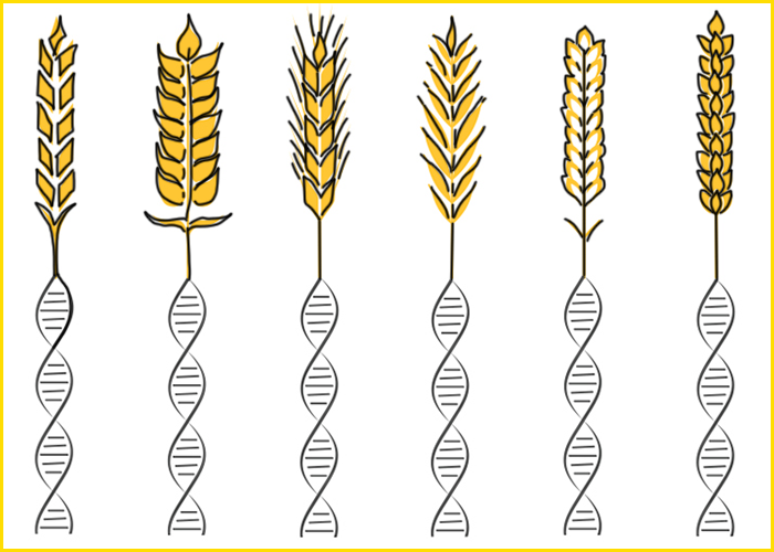 Pangenomes: the more, the merrier – HudsonAlpha Institute for Biotechnology
