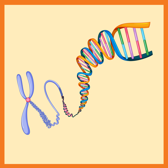 Filling in the gaps of the human genome – HudsonAlpha Institute for ...