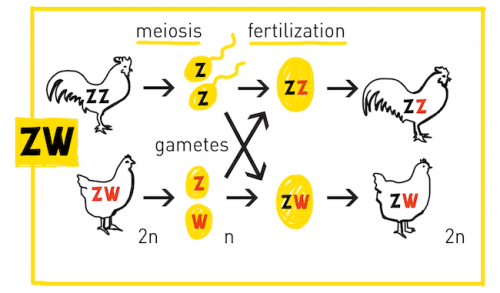 Sex determination: The X, Y, Z’s of sex chromosomes – HudsonAlpha ...