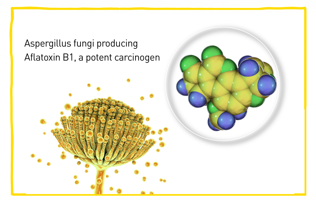 Aflatoxins: a foe to farmers and peanut lovers – HudsonAlpha Institute ...