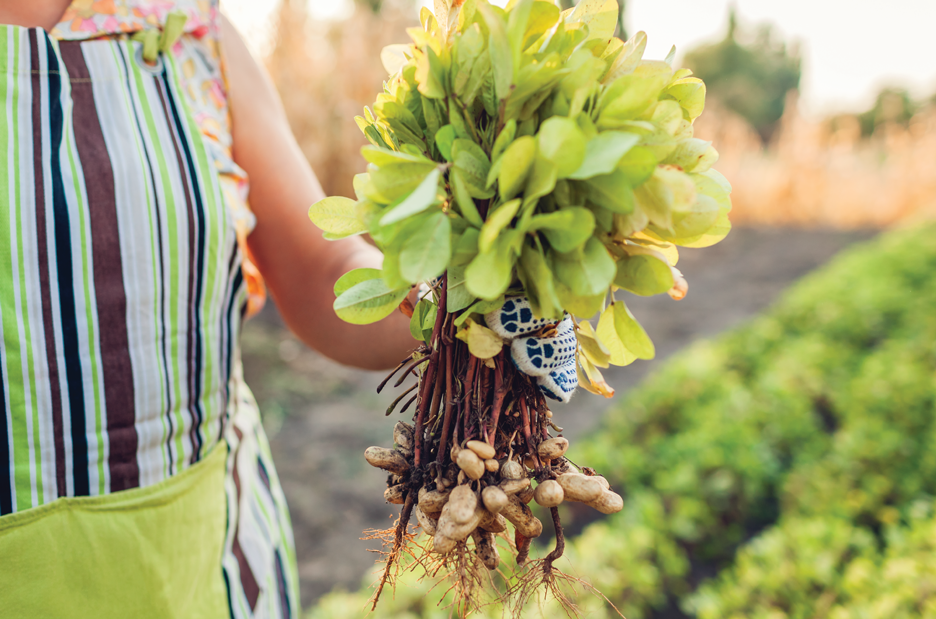 How solving a peanut mystery uncovered the origin story of an ...