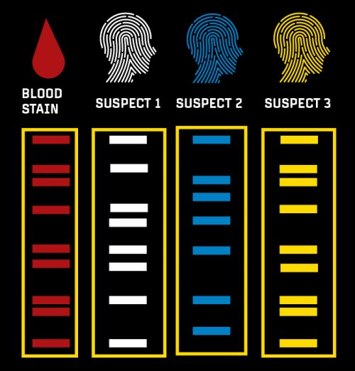 Forensics and DNA: how genetics can help solve crimes – HudsonAlpha ...
