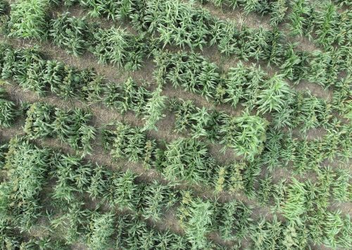 Jeremy Schmutz – HudsonAlpha Institute for Biotechnology