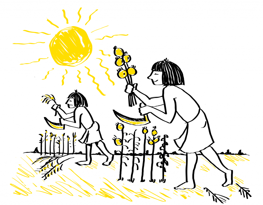 Creating better crops: the role of genomics in crop breeding ...