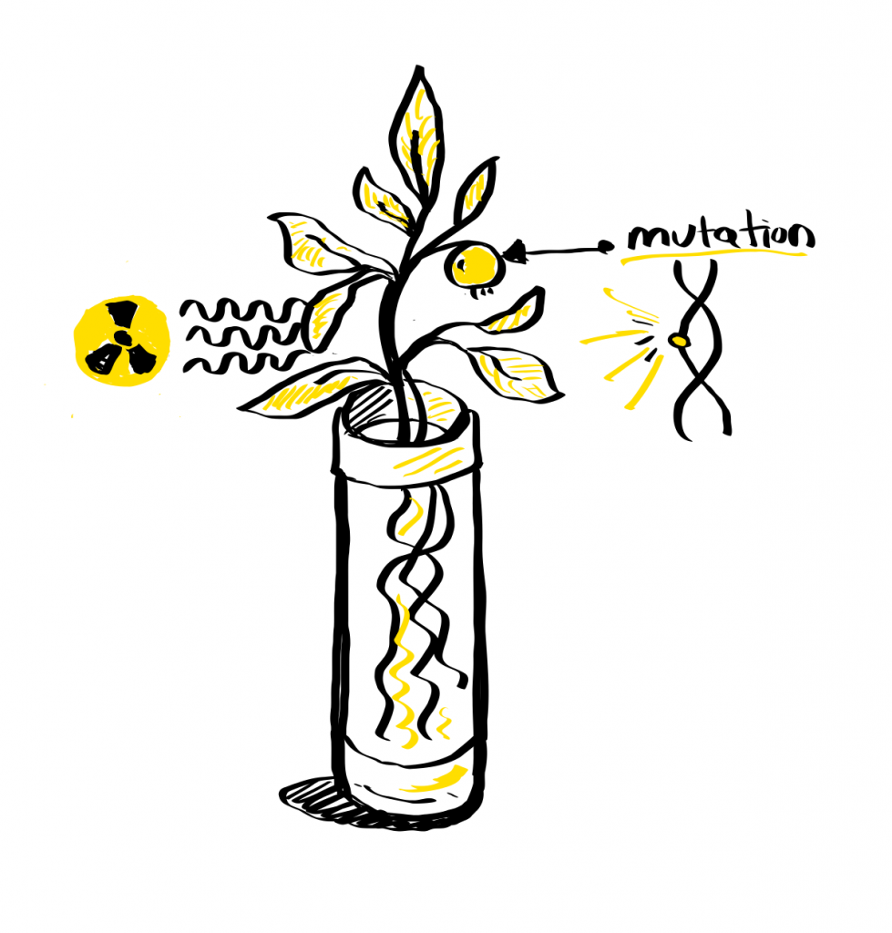 Creating better crops: the role of genomics in crop breeding ...