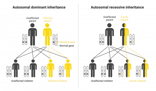 Single-gene diseases: Understanding inheritance patterns – HudsonAlpha Institute for Biotechnology