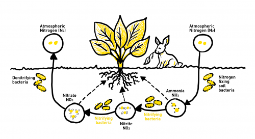 Nitrogen-fixation: healthy soil, happy plants, full bellies ...
