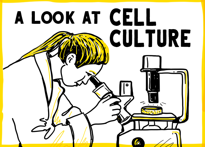 Cell culture: tiny cells, life-changing discoveries – HudsonAlpha ...