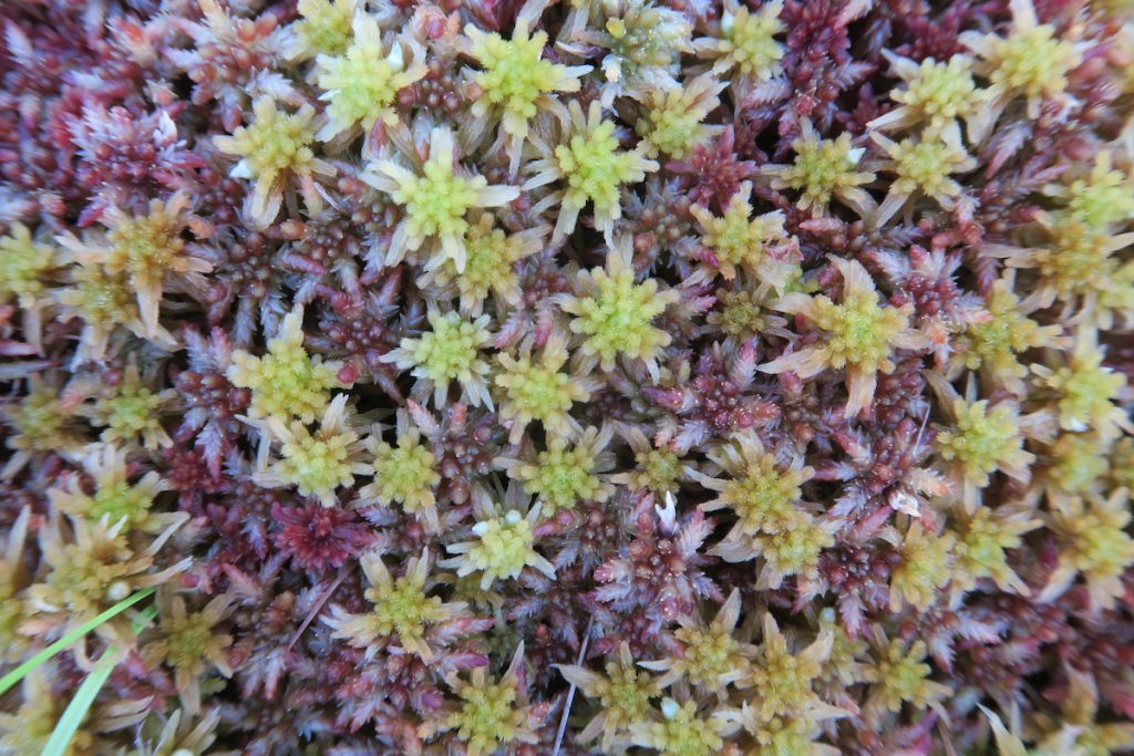 Identification of Sphagnum moss sex chromosomes could help understand ...