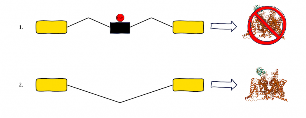 Everyday DNA Q&A- Dr. Stephanie Felker – HudsonAlpha Institute for ...