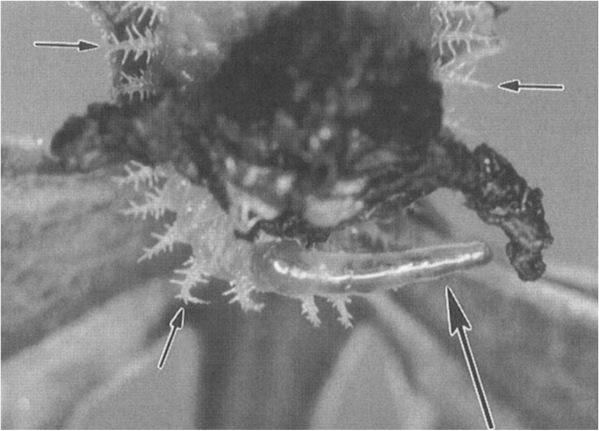 hugabug 13: Fecal shield | l i z w a s o n