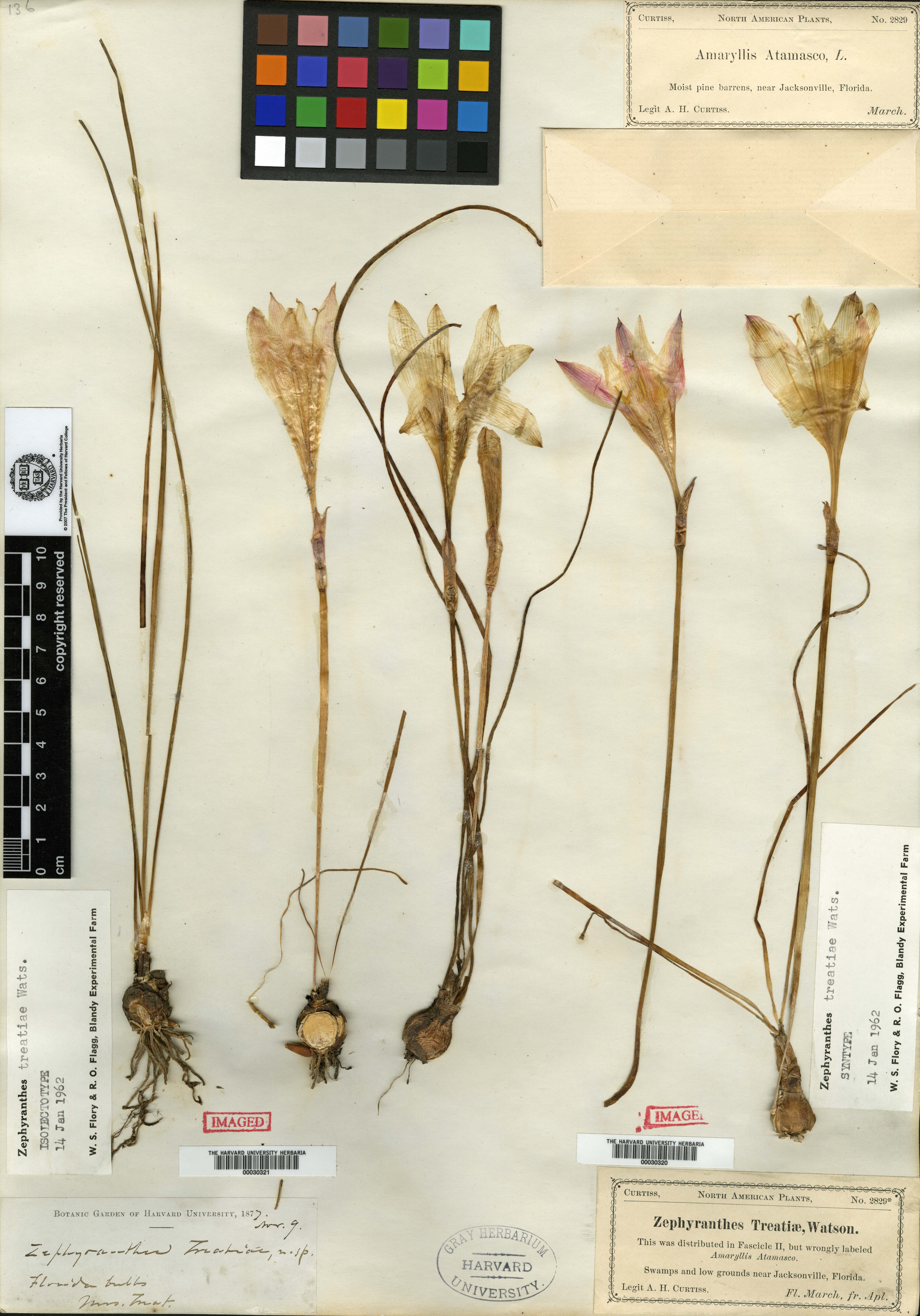 HUH - Databases - Specimen Search