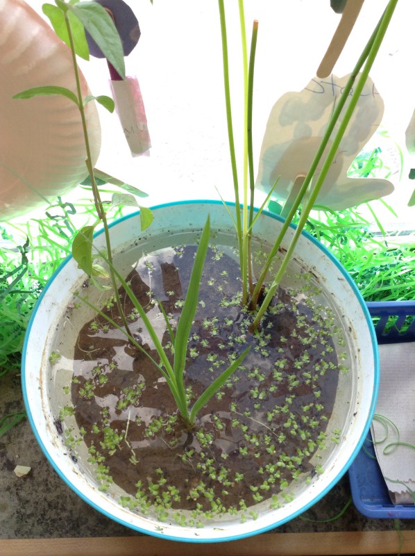 Classroom mini marsh – kinderkorner