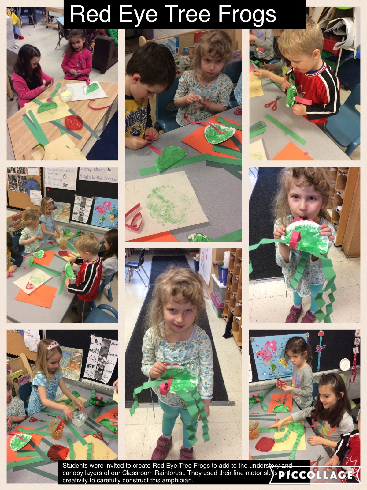 Red Eye Tree Frogs – Our Kindergarten Journey