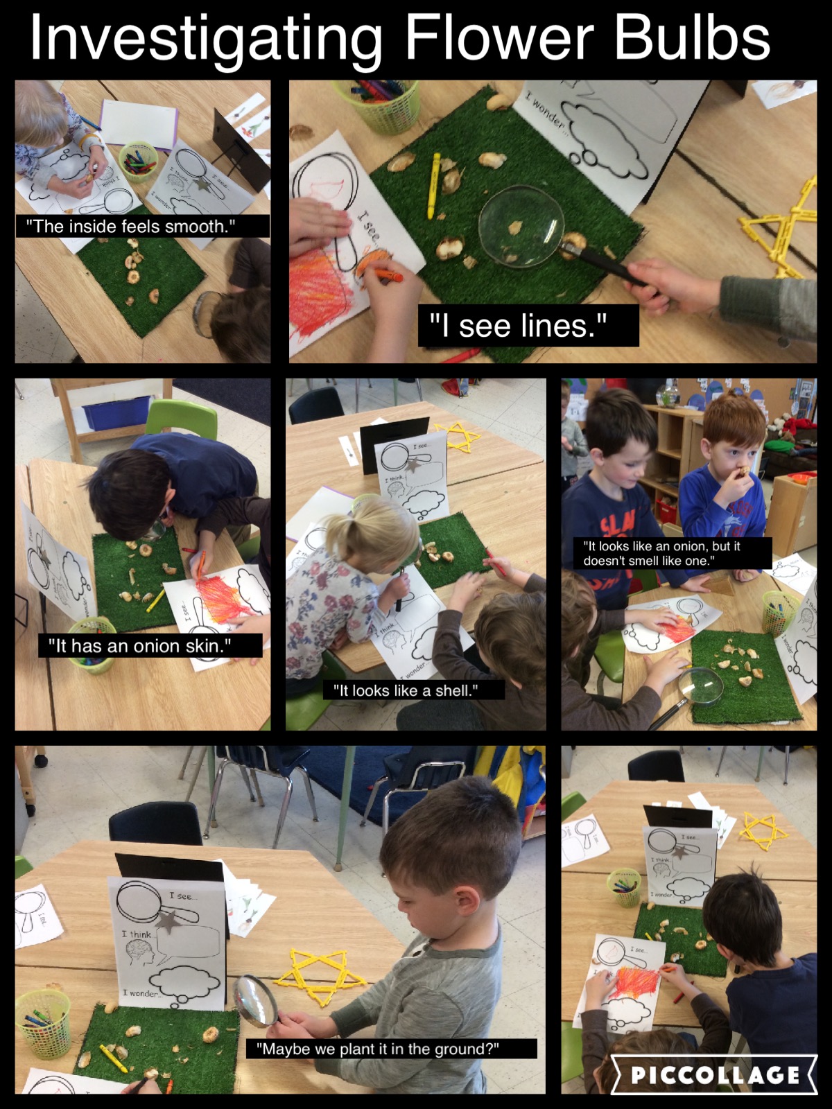 Investigating Flower Bulbs – Our Kindergarten Journey