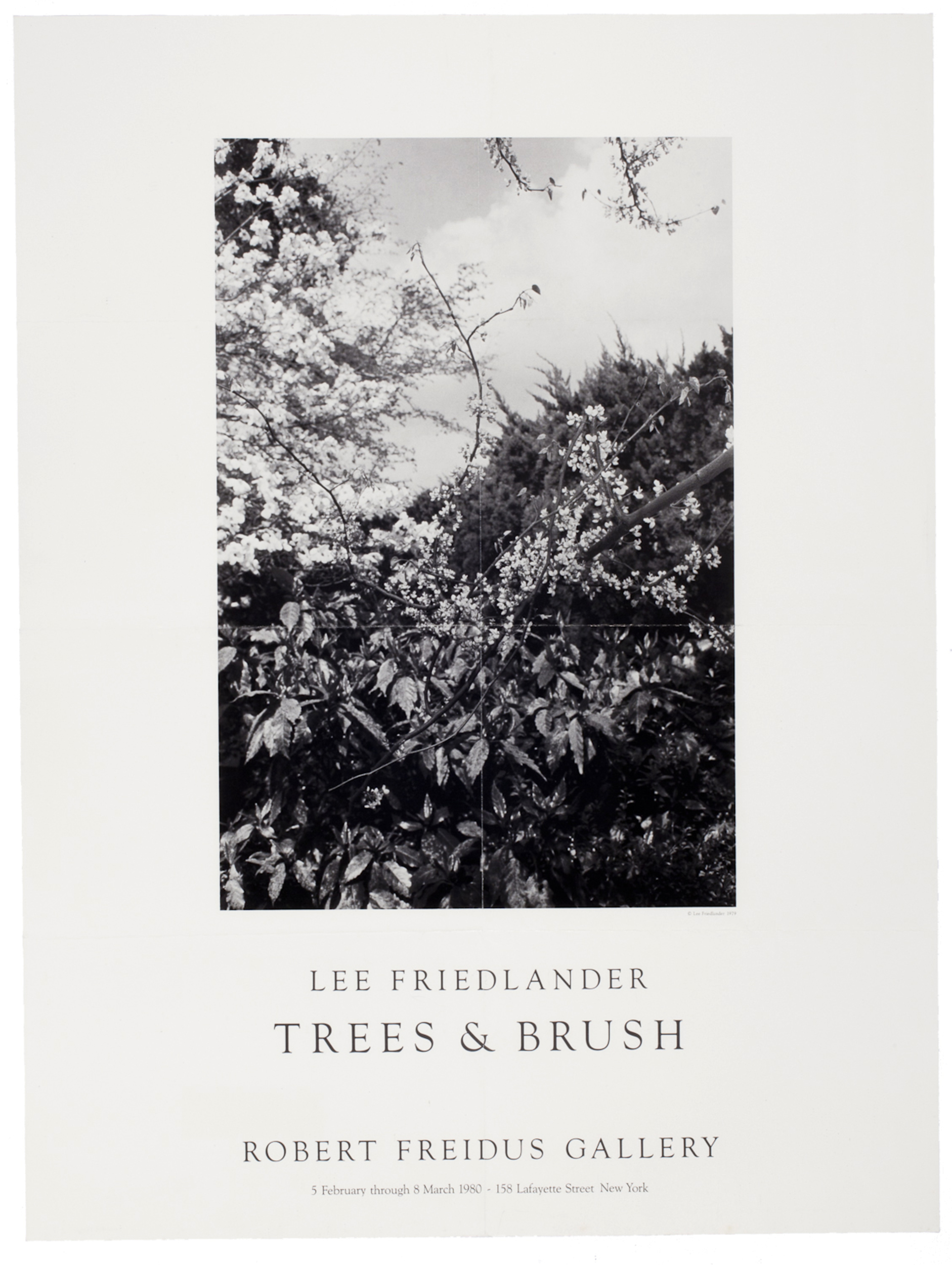 [Exhibition poster for Lee Friedlander: Trees & Brush, Robert Freidus ...