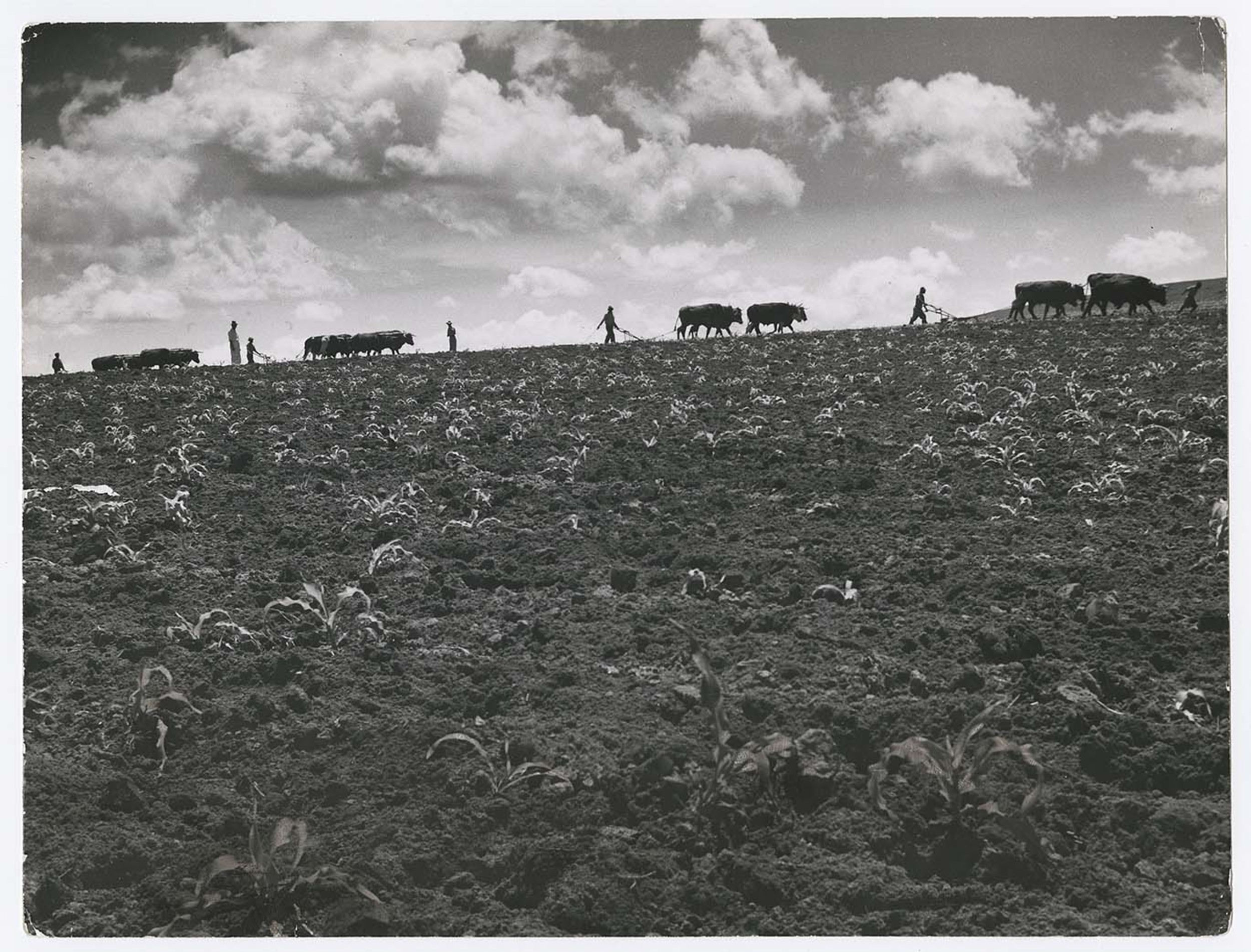 South Africa: On the orange free state's fertile high veld, native farm ...