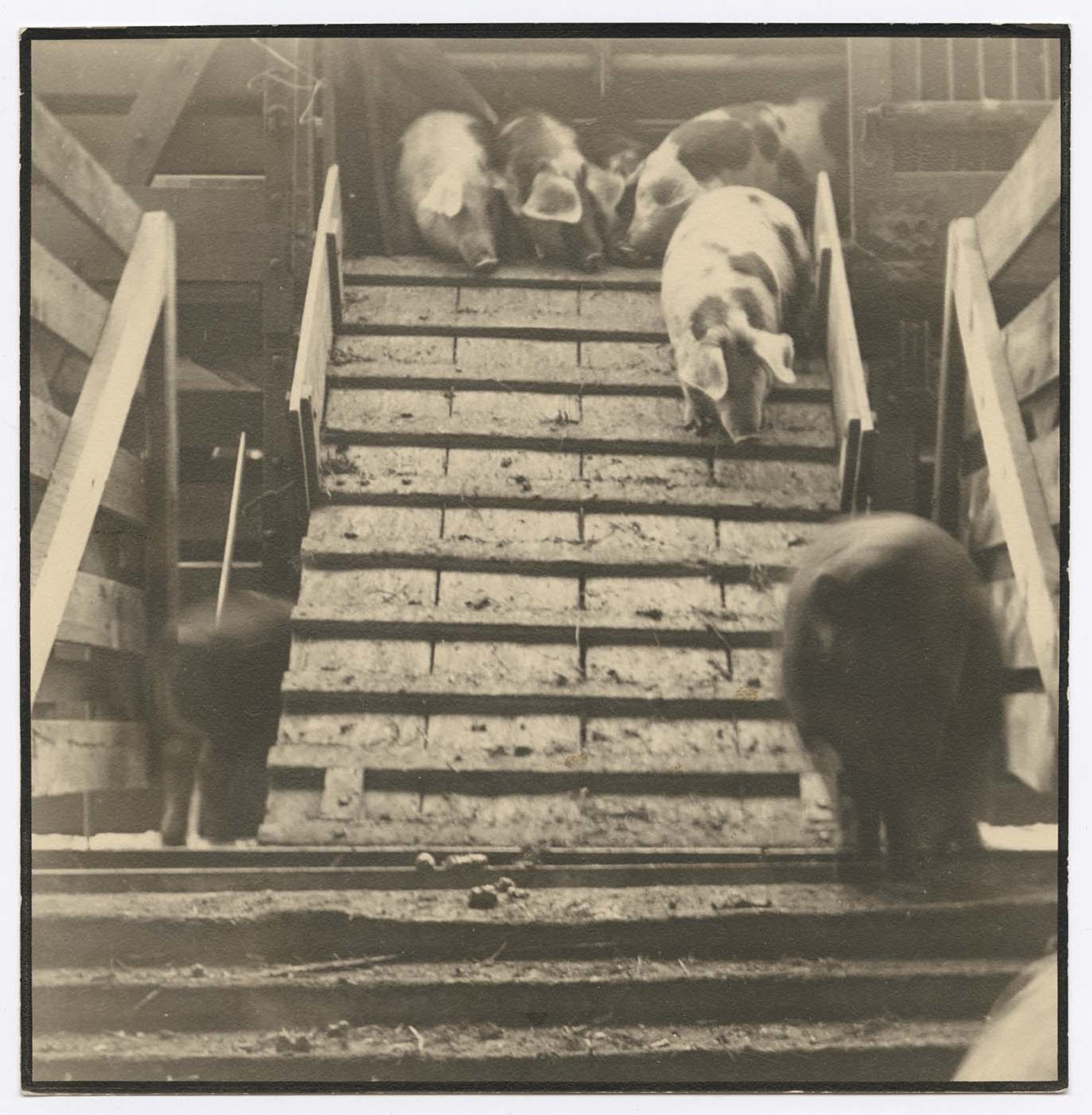 [Pigs at top of wooden walkway arriving at Swift meat packing ...