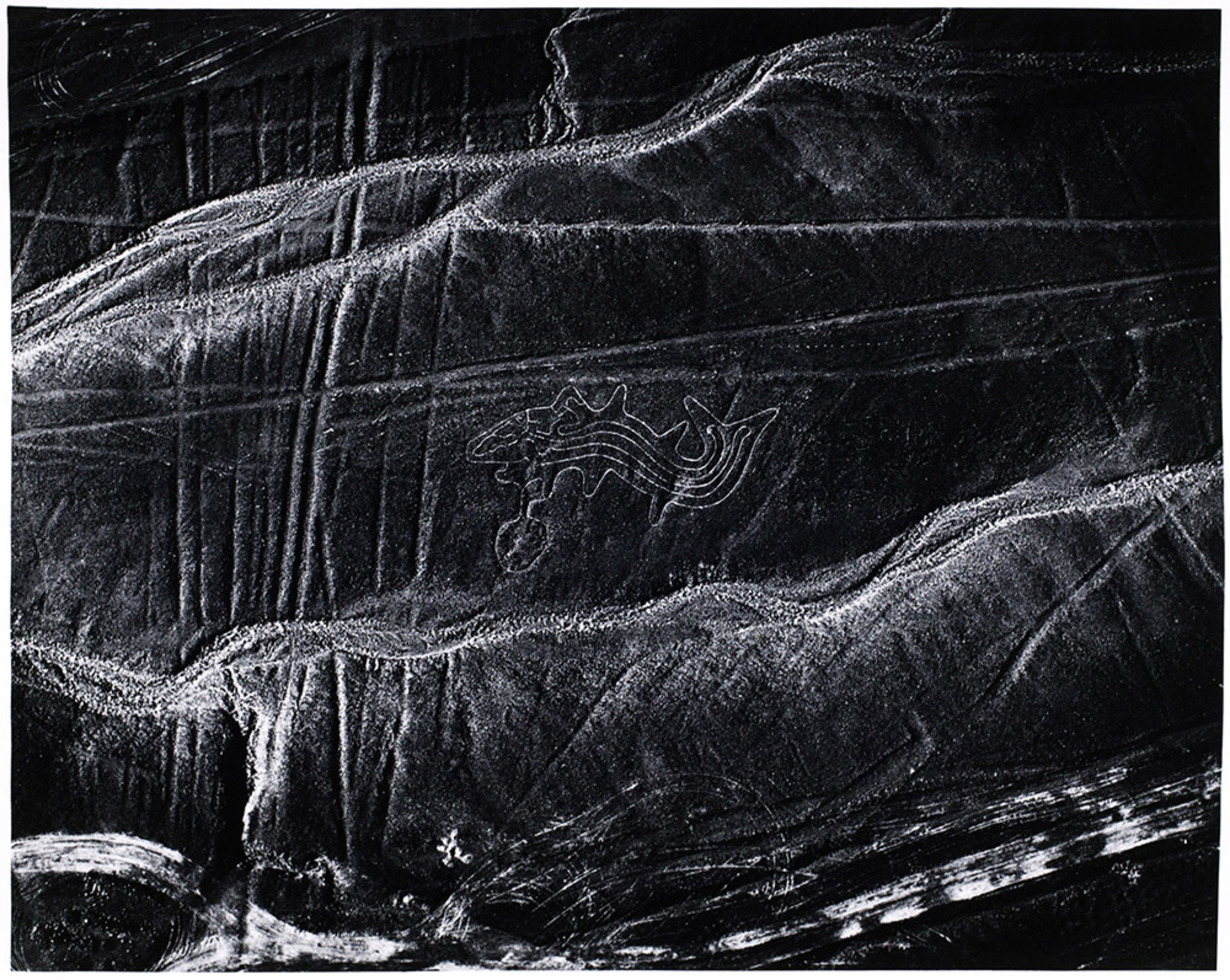 Killer Whale, Nazca, Peru | International Center of Photography