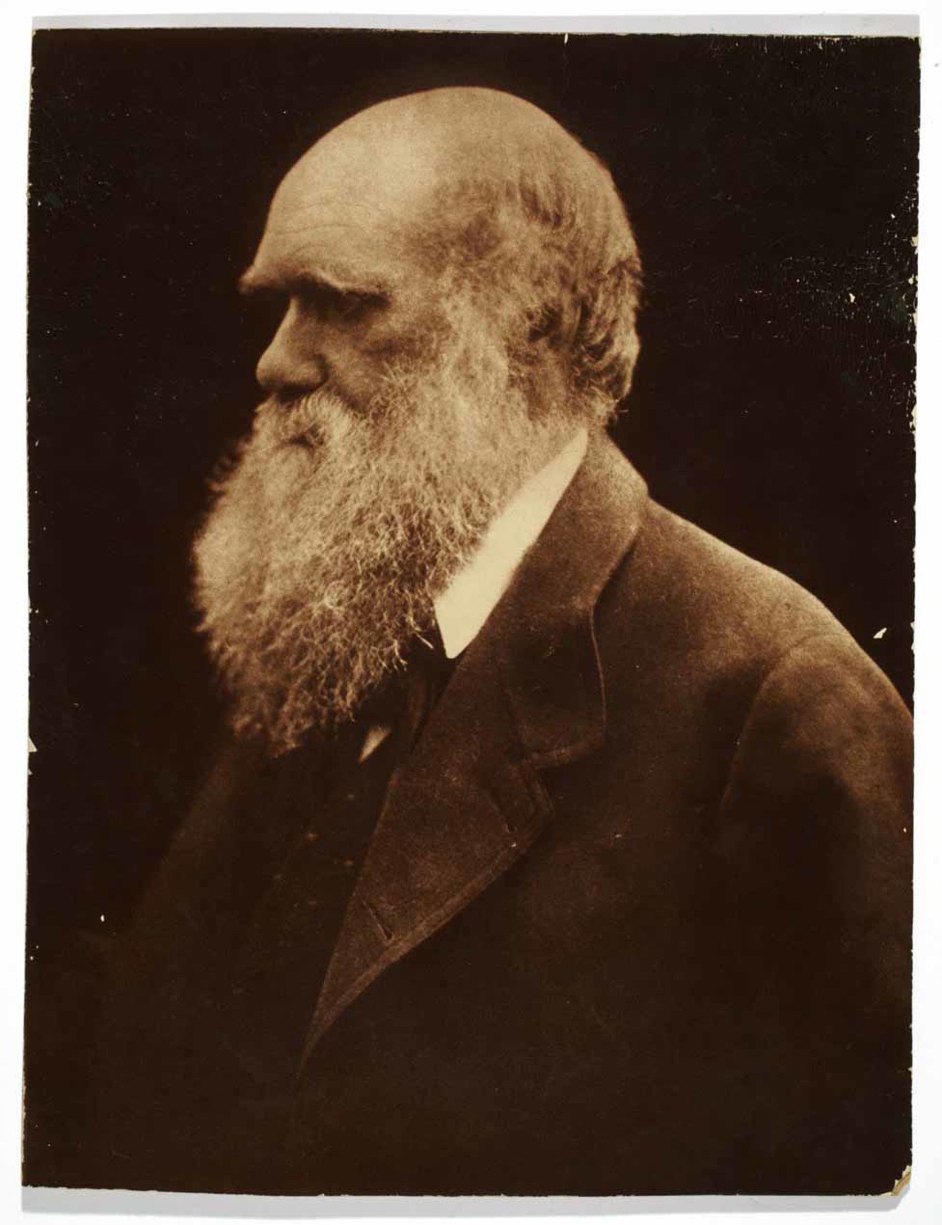 Charles Darwin | International Center of Photography