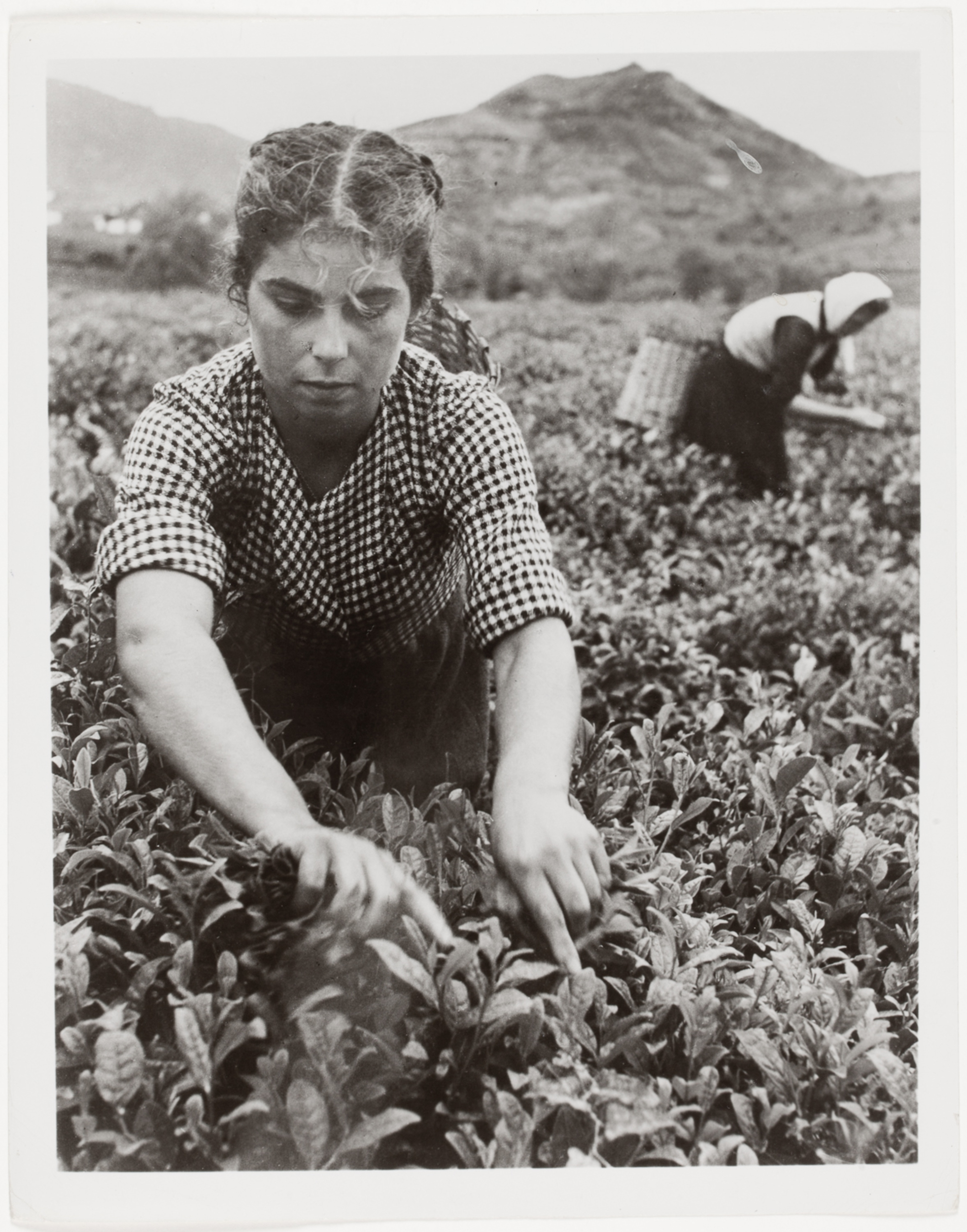 [Woman harvesting tea leaves in a tea plantation, Guria, Georgian ...