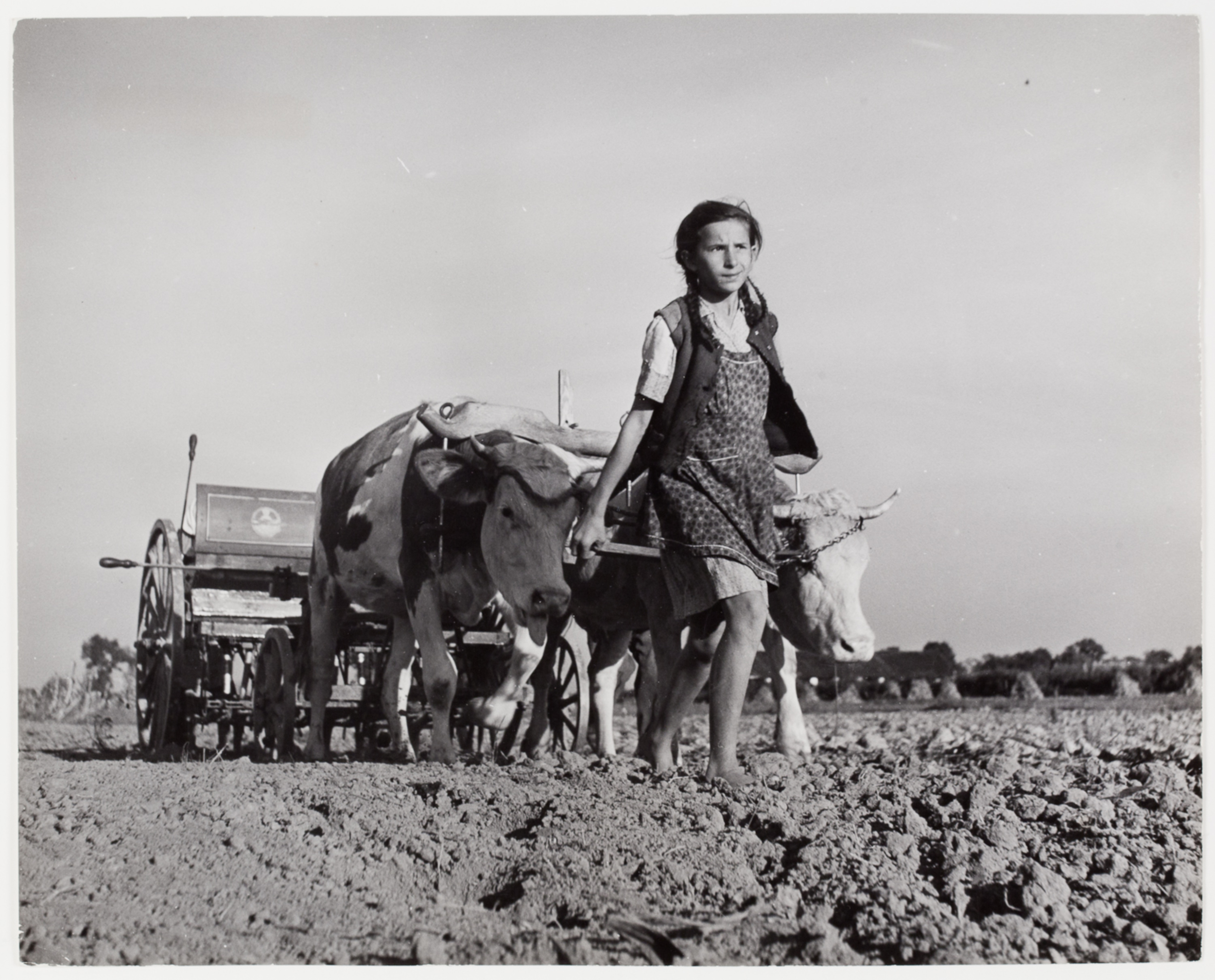 [Farmer's child plowing field, Hungary] | International Center of ...