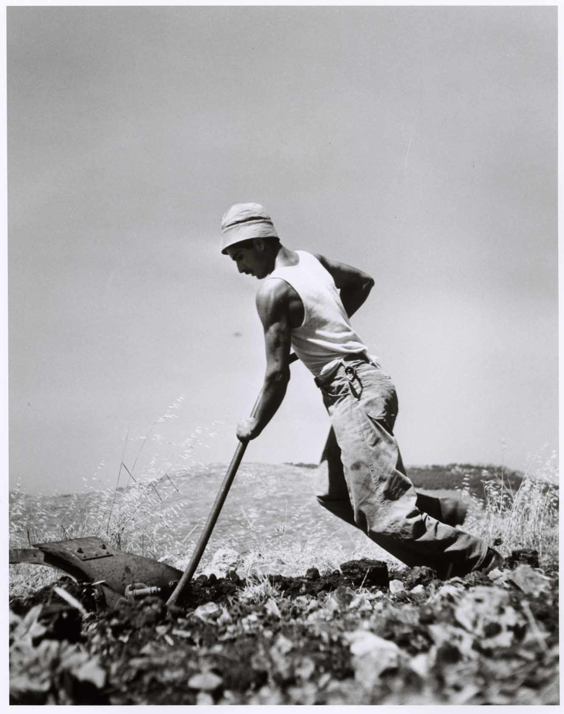 [Farmer cultivating the land to plant a vineyard, near Jerusalem ...