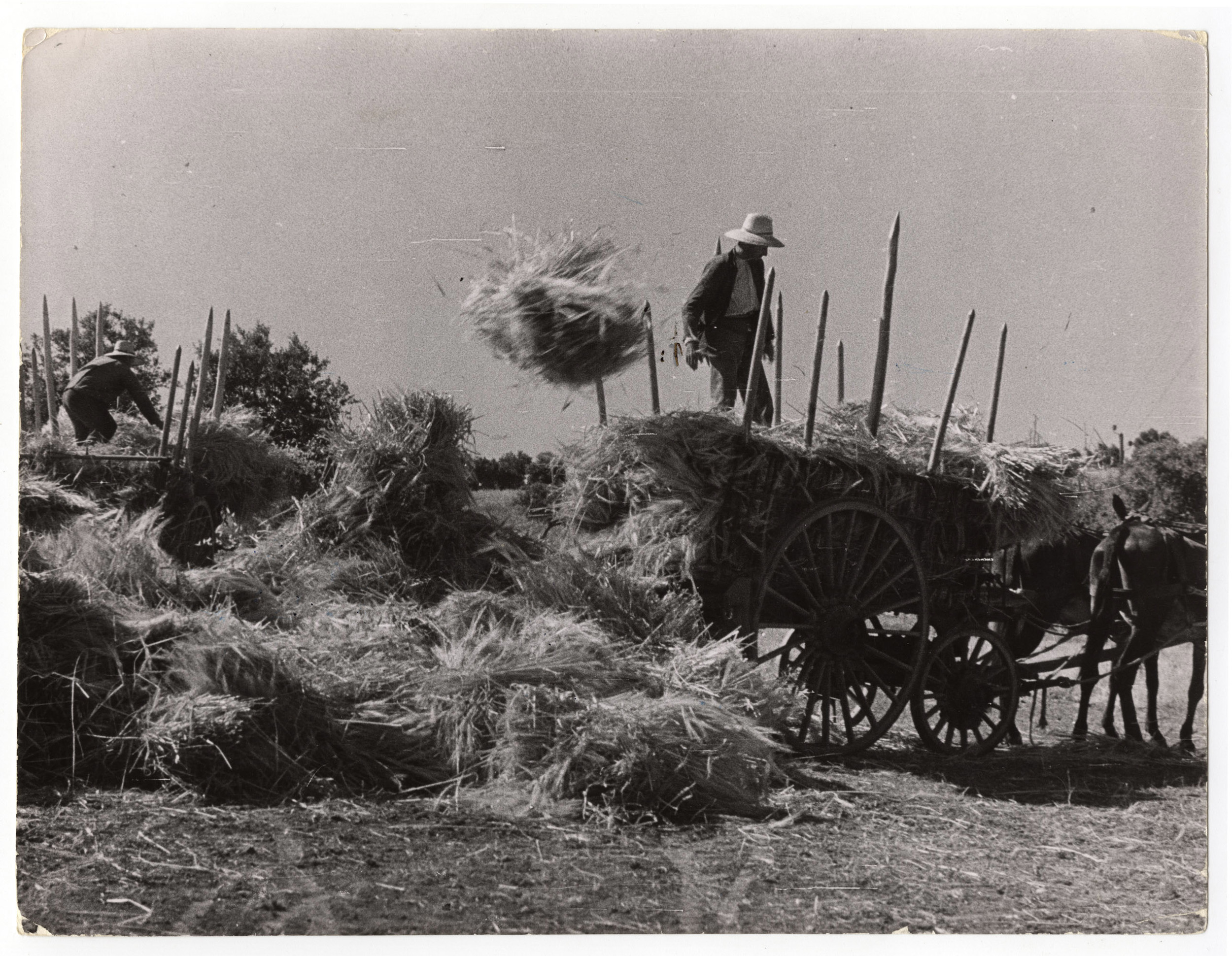 [Two Farmers standing on wagons with wheat crops] | International ...