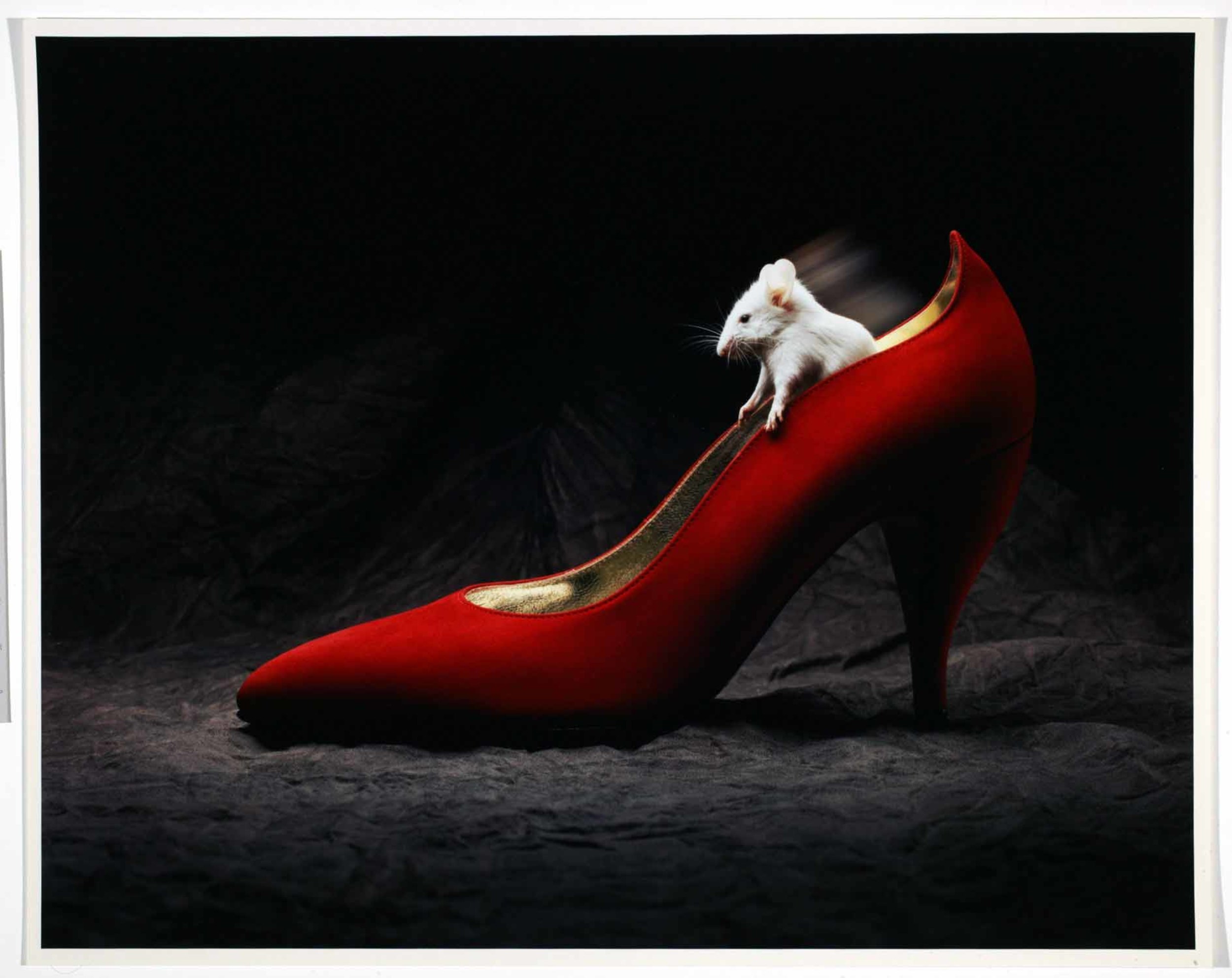 Mouse in Shoe | International Center of Photography