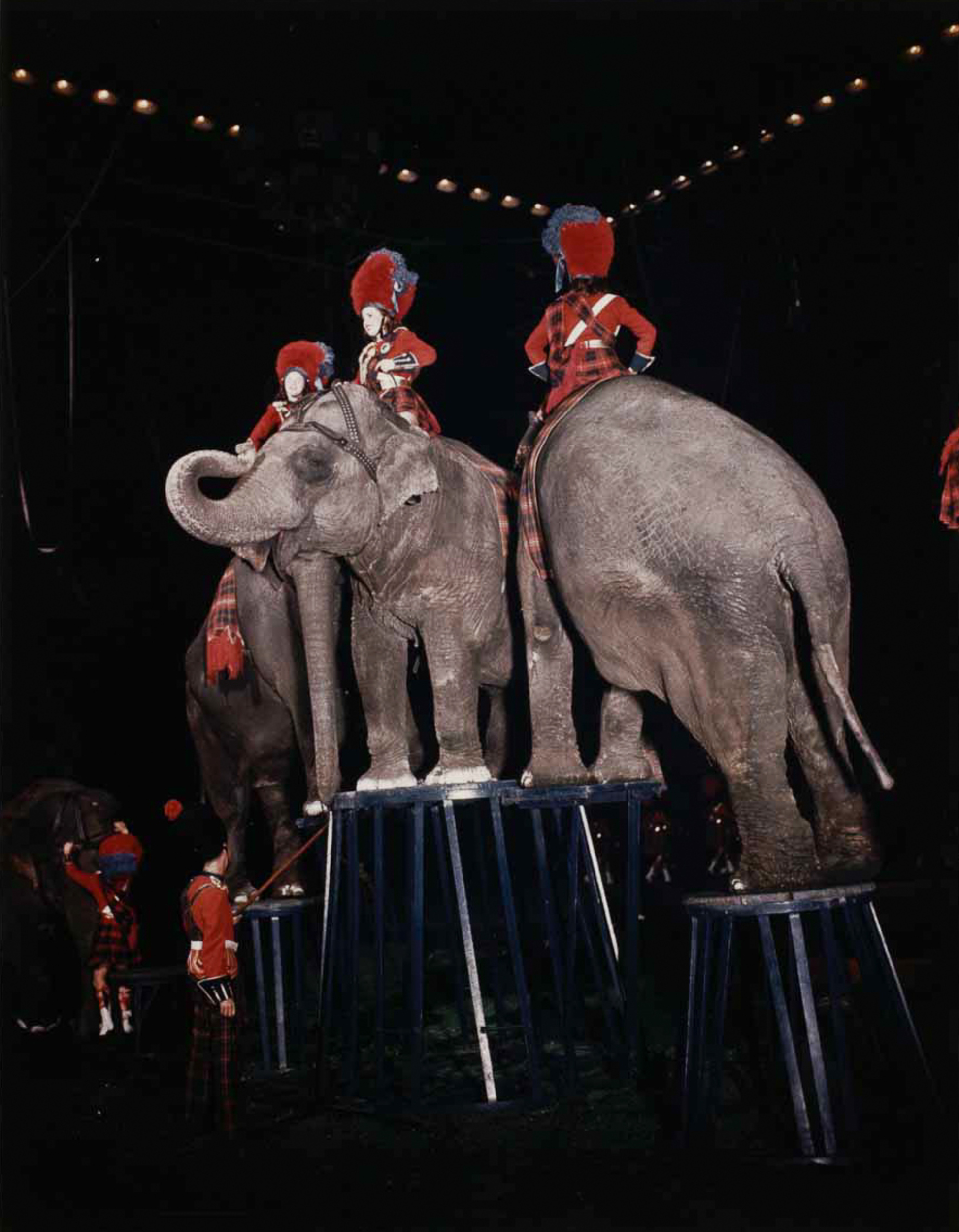 Elephants at Circus | International Center of Photography