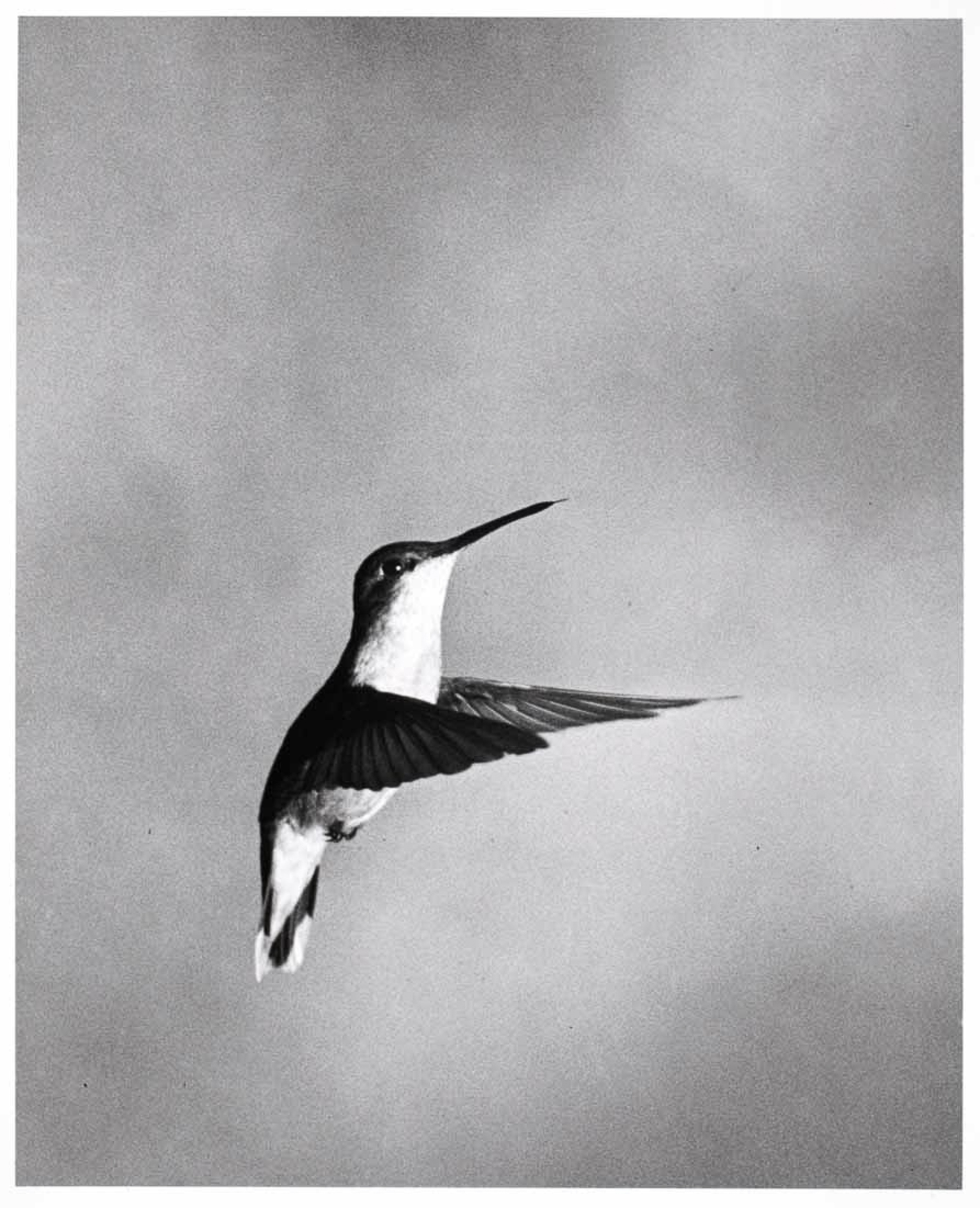 Hummingbird | International Center of Photography